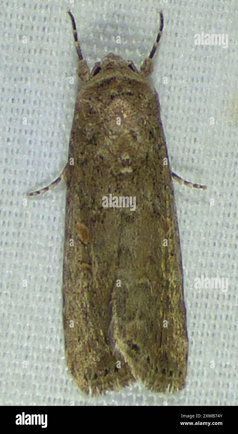 Beet Armyworm Moth (Spodoptera exigua) Insecta Stock Photo - Alamy