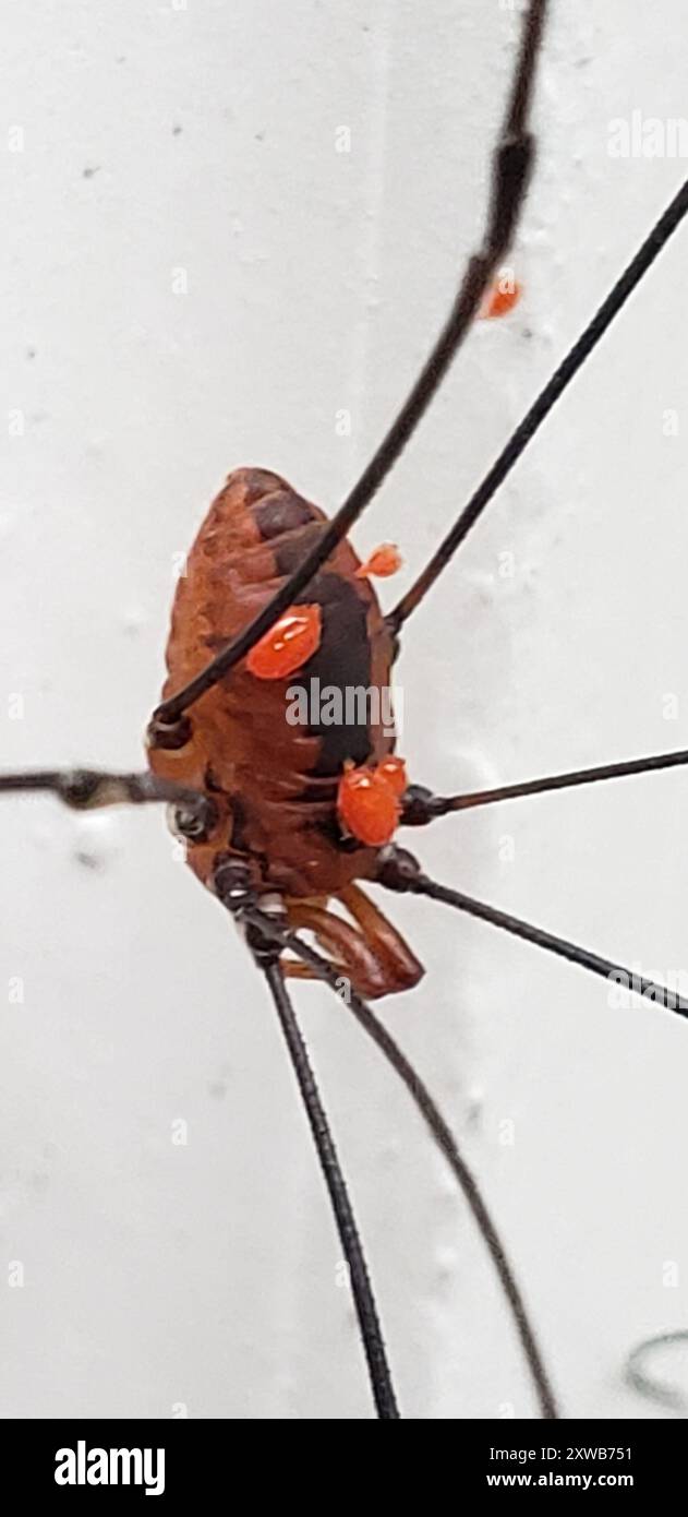 Arachnida trombidiformes hi-res stock photography and images - Alamy