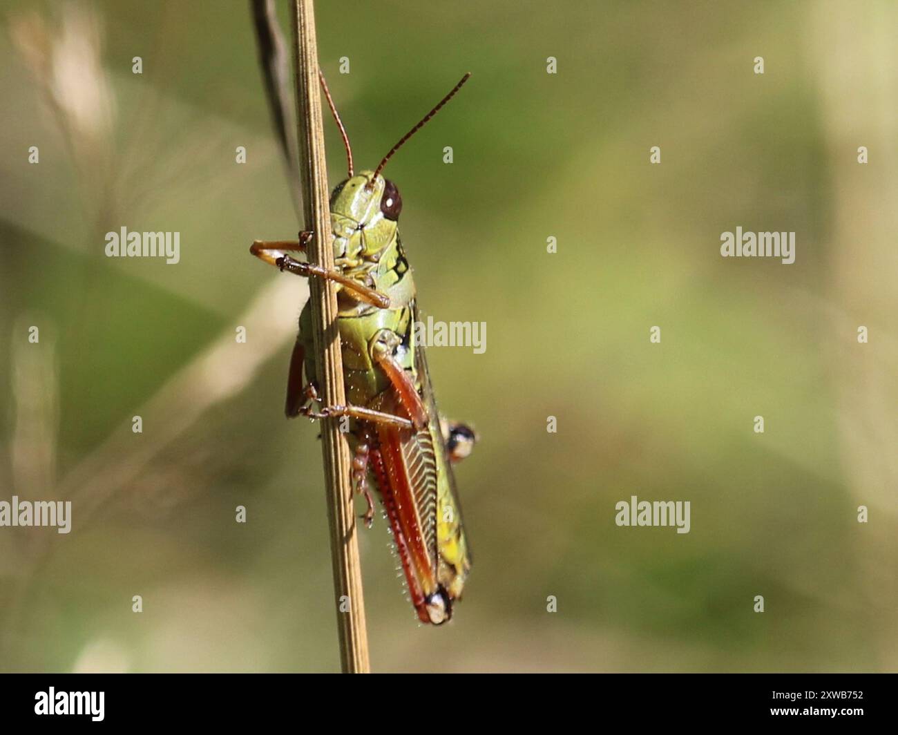 Red-legged Grasshopper (Melanoplus femurrubrum) Insecta Stock Photo - Alamy