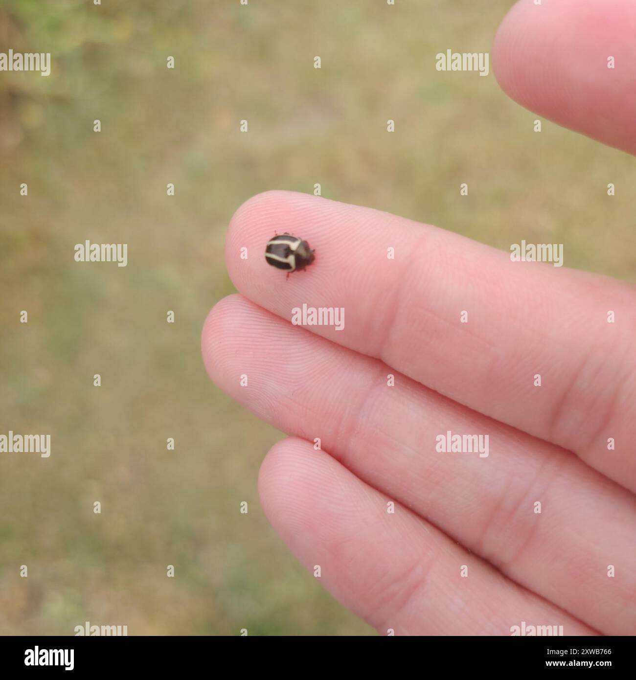 Ragweed Leaf Beetle (Calligrapha suturalis) Insecta Stock Photo - Alamy