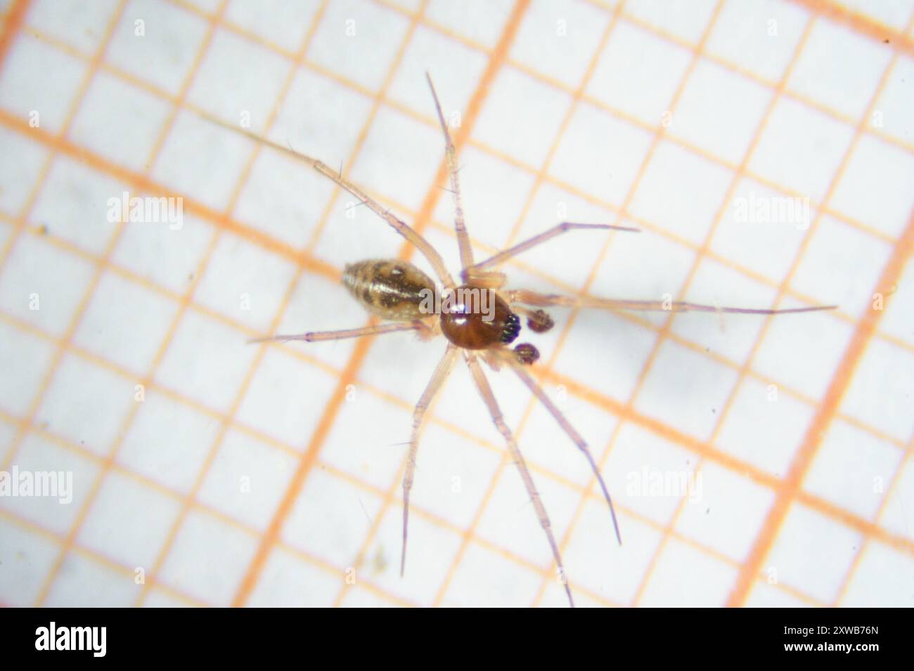Sheetweb and Dwarf Weavers (Linyphiidae) Arachnida Stock Photo - Alamy