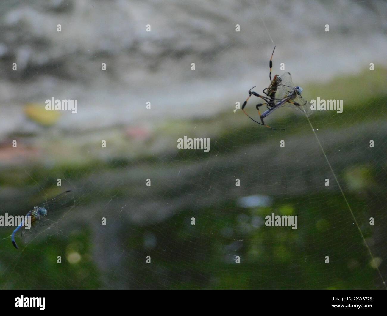 Golden Silk Spider (Trichonephila clavipes) Arachnida Stock Photo - Alamy