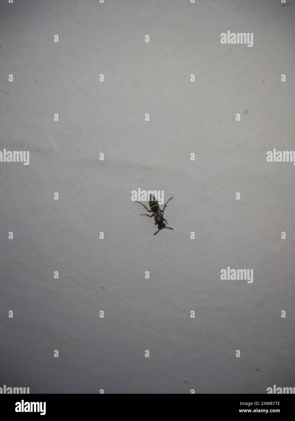 Paper Wasps (Polistinae) Insecta Stock Photo - Alamy