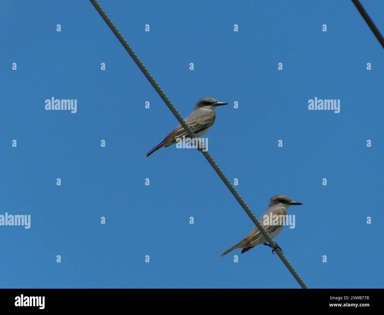 Gray Kingbird (Tyrannus dominicensis) Aves Stock Photo - Alamy