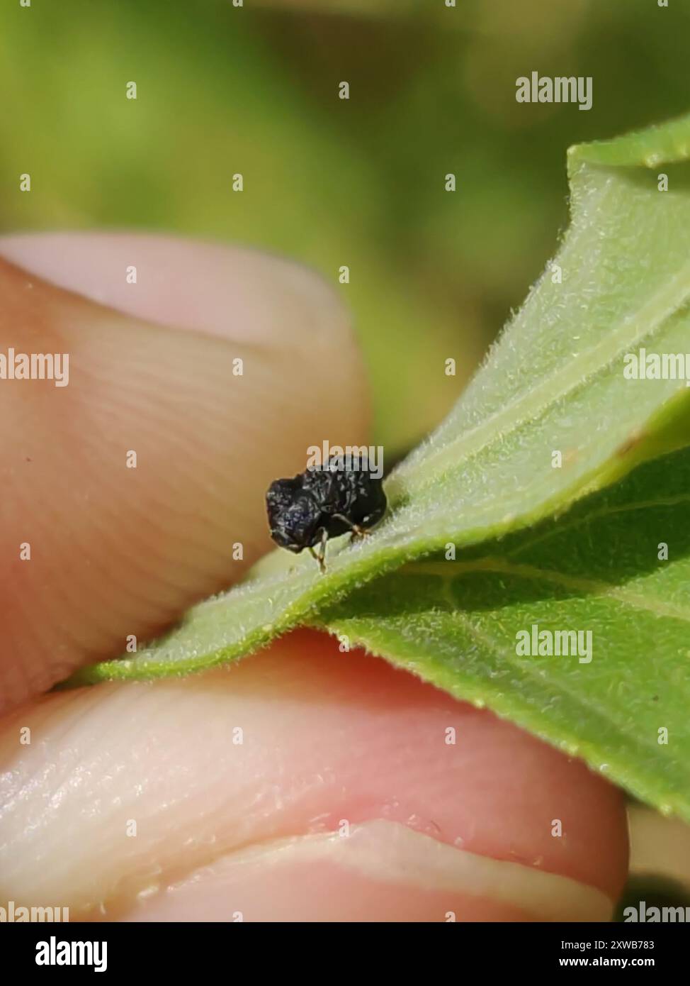 Exema hi-res stock photography and images - Alamy