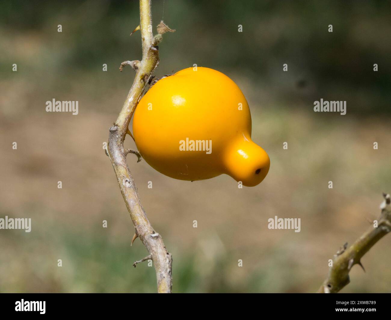 nipplefruit (Solanum mammosum) Plantae Stock Photo - Alamy