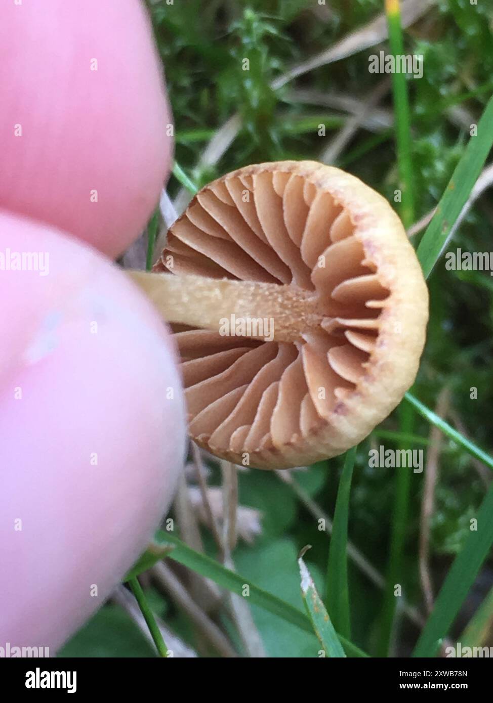 Orange Moss Navel (Rickenella fibula) Fungi Stock Photo - Alamy