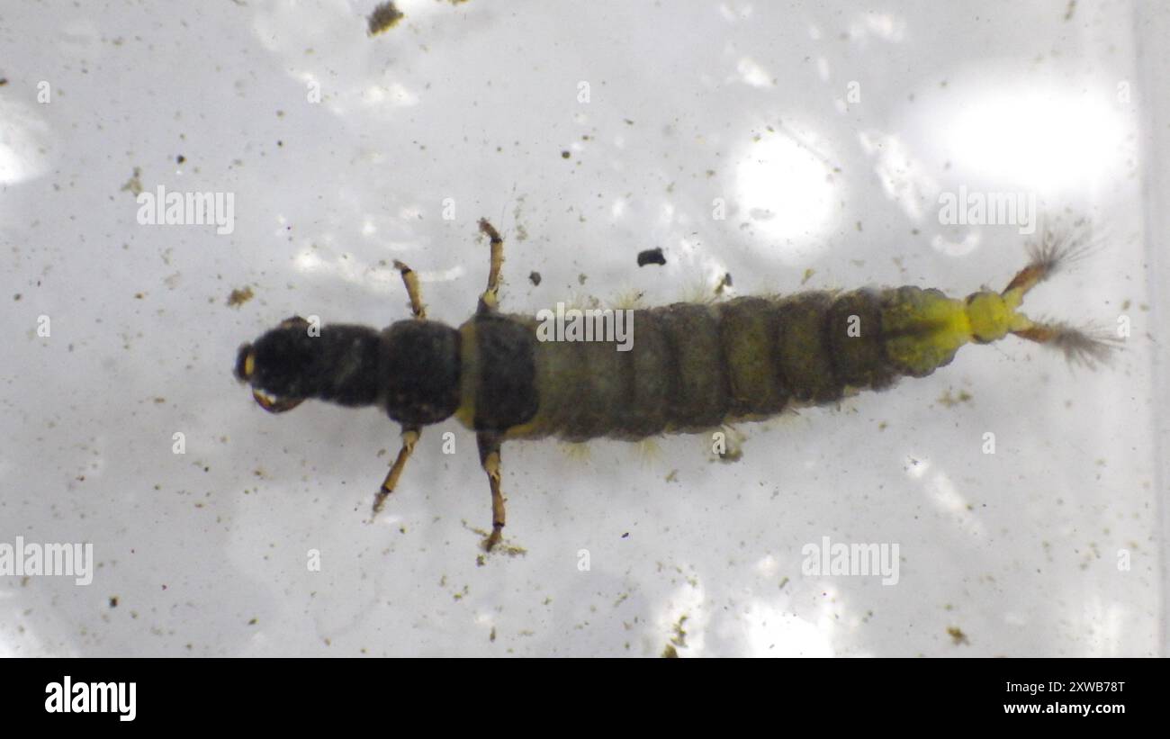 Net-spinning Caddisflies (Hydropsychidae) Insecta Stock Photo - Alamy