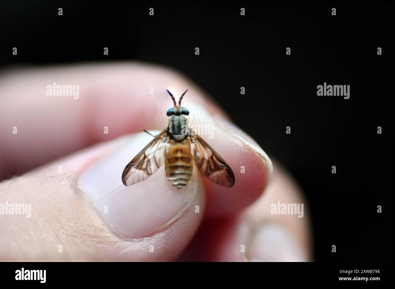 Deer Flies (Chrysops) Insecta Stock Photo - Alamy