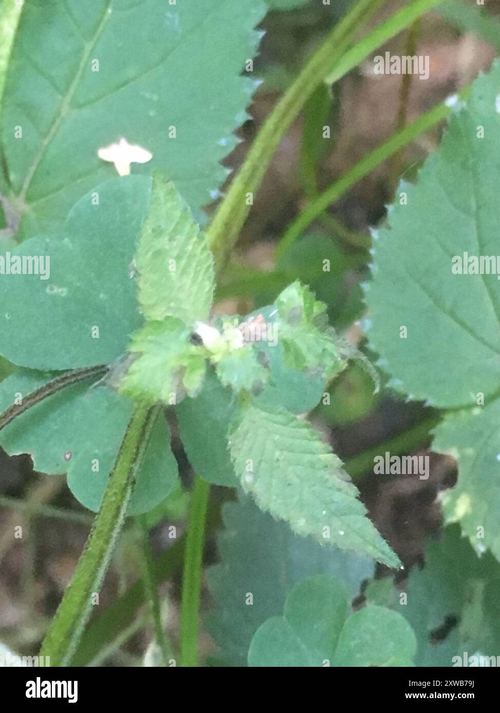 Hairy Hemp-nettle (Galeopsis pubescens) Plantae Stock Photo - Alamy