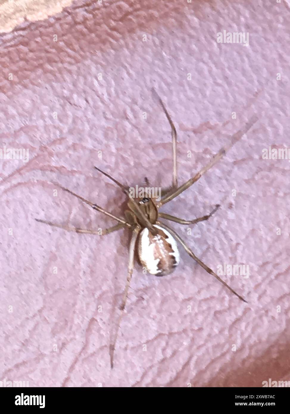 Common sheetweb spider (Linyphia triangularis) Arachnida Stock Photo ...