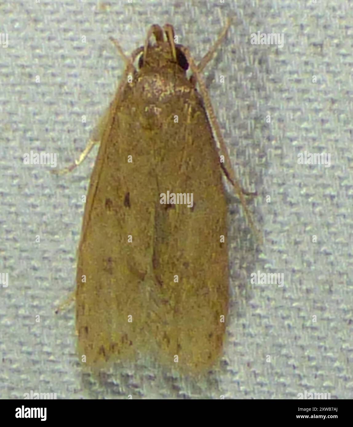 Kyoto Moth (Autosticha kyotensis) Insecta Stock Photo - Alamy