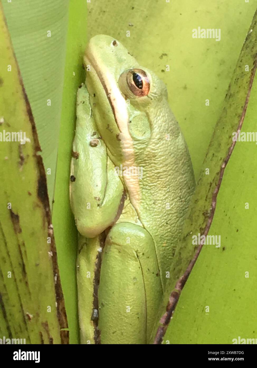 Green Treefrog (Hyla cinerea) Amphibia Stock Photo - Alamy