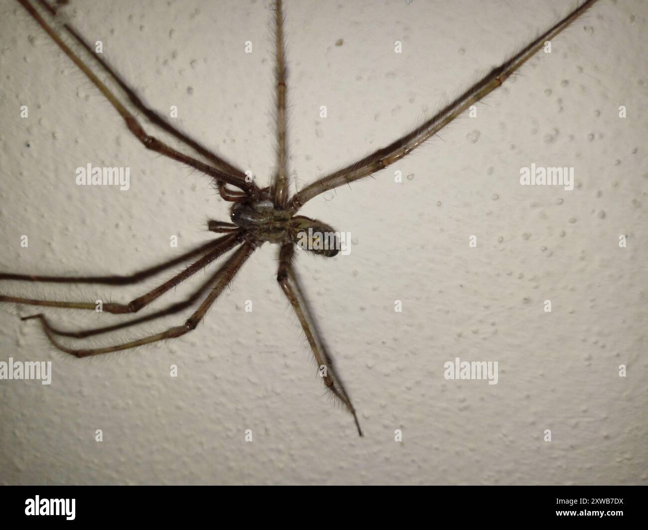 Cardinal spider hi-res stock photography and images - Alamy