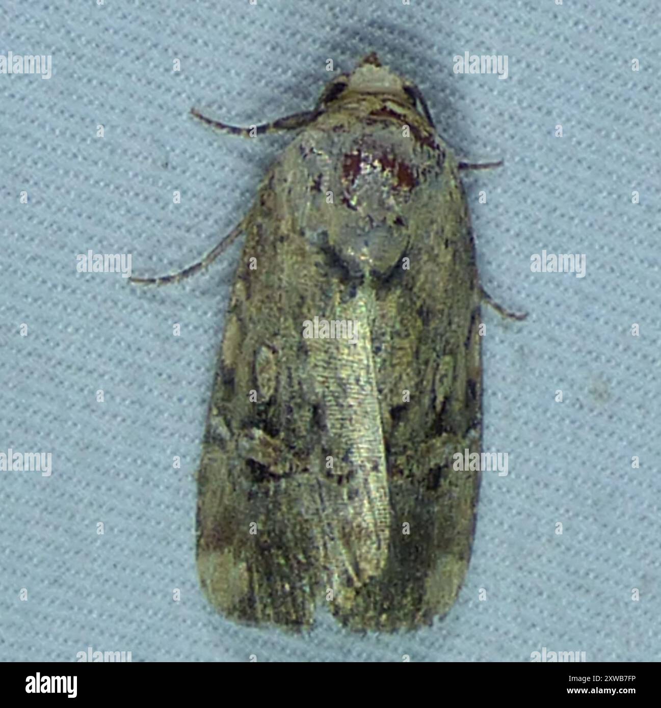 Chalcedony Midget (Elaphria chalcedonia) Insecta Stock Photo - Alamy