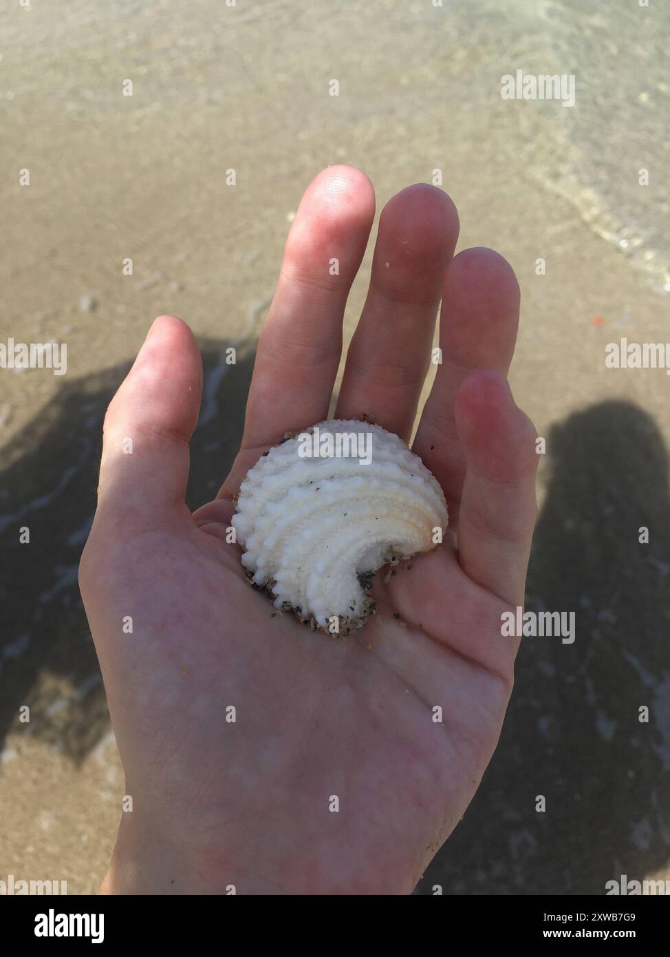 Spiny jewel box hi-res stock photography and images - Alamy