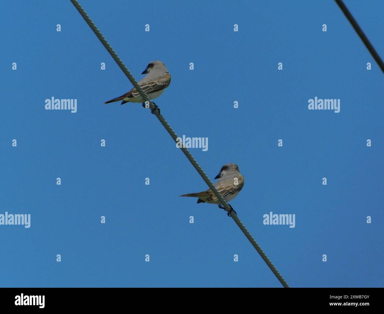 Gray Kingbird (Tyrannus dominicensis) Aves Stock Photo - Alamy