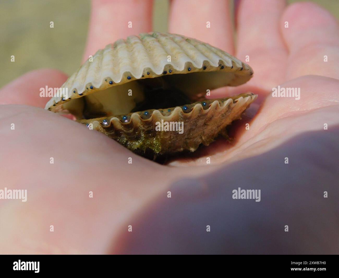 Atlantic Bay Scallop (Argopecten irradians) Mollusca Stock Photo - Alamy