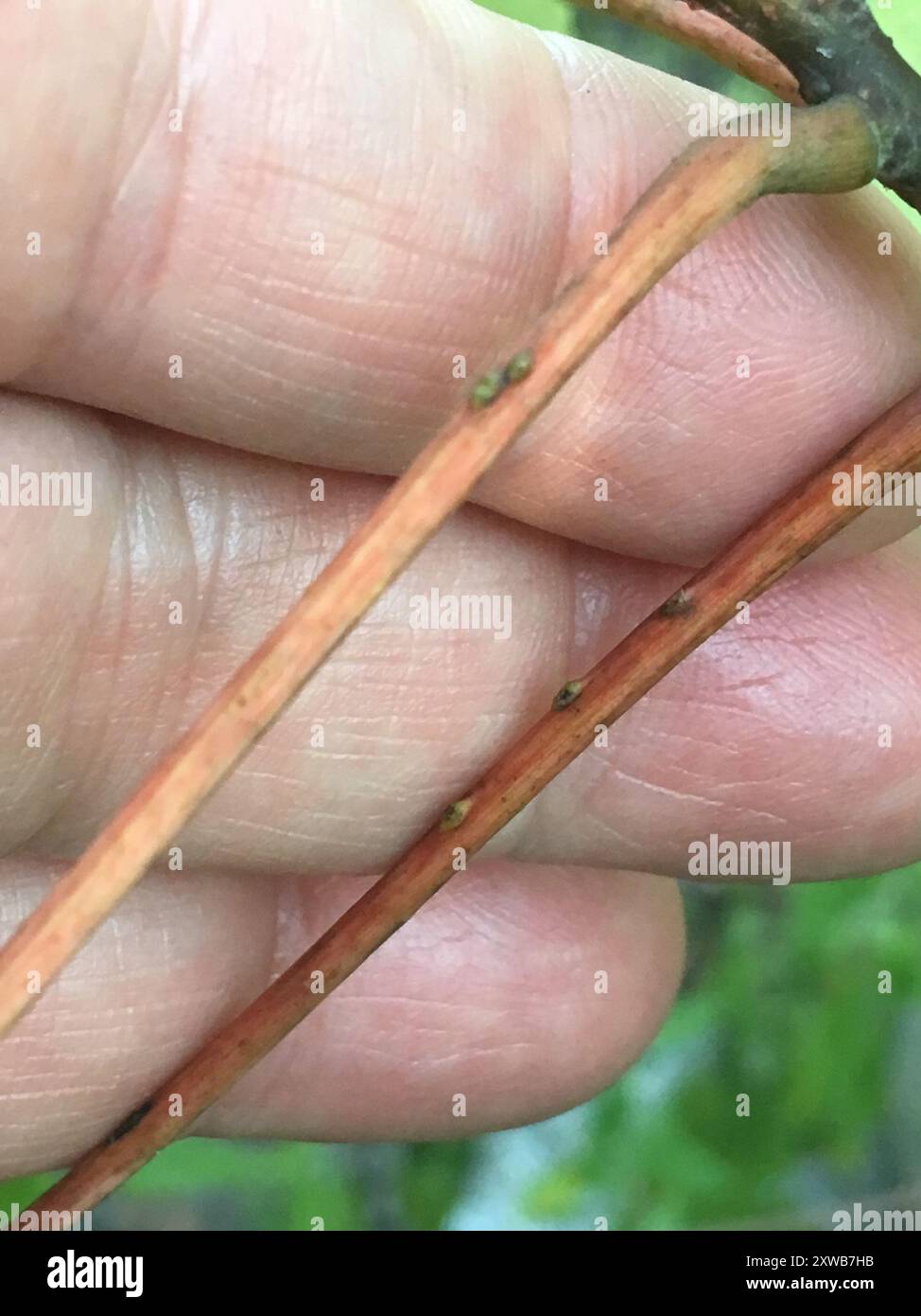 Idesia polycarpa hi-res stock photography and images - Alamy