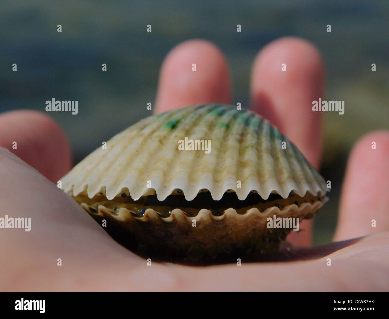 Atlantic Bay Scallop (Argopecten irradians) Mollusca Stock Photo - Alamy