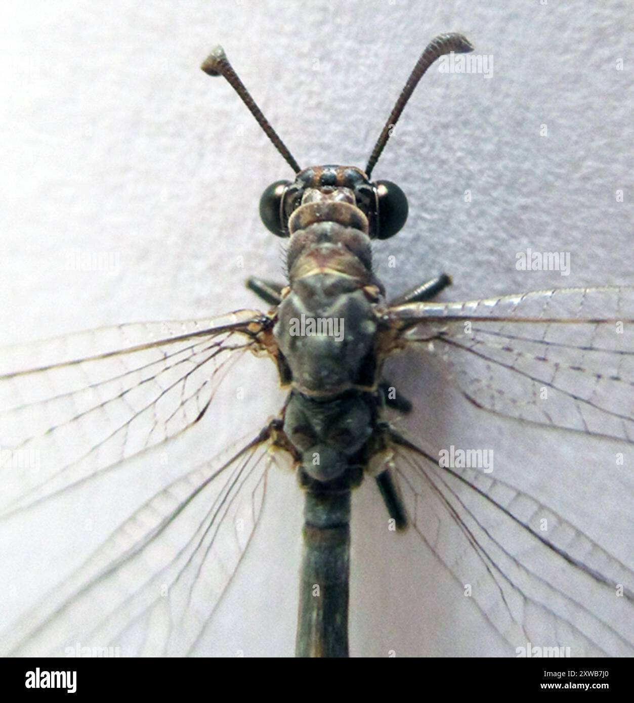 Antlions and Owlflies (Myrmeleontidae) Insecta Stock Photo - Alamy