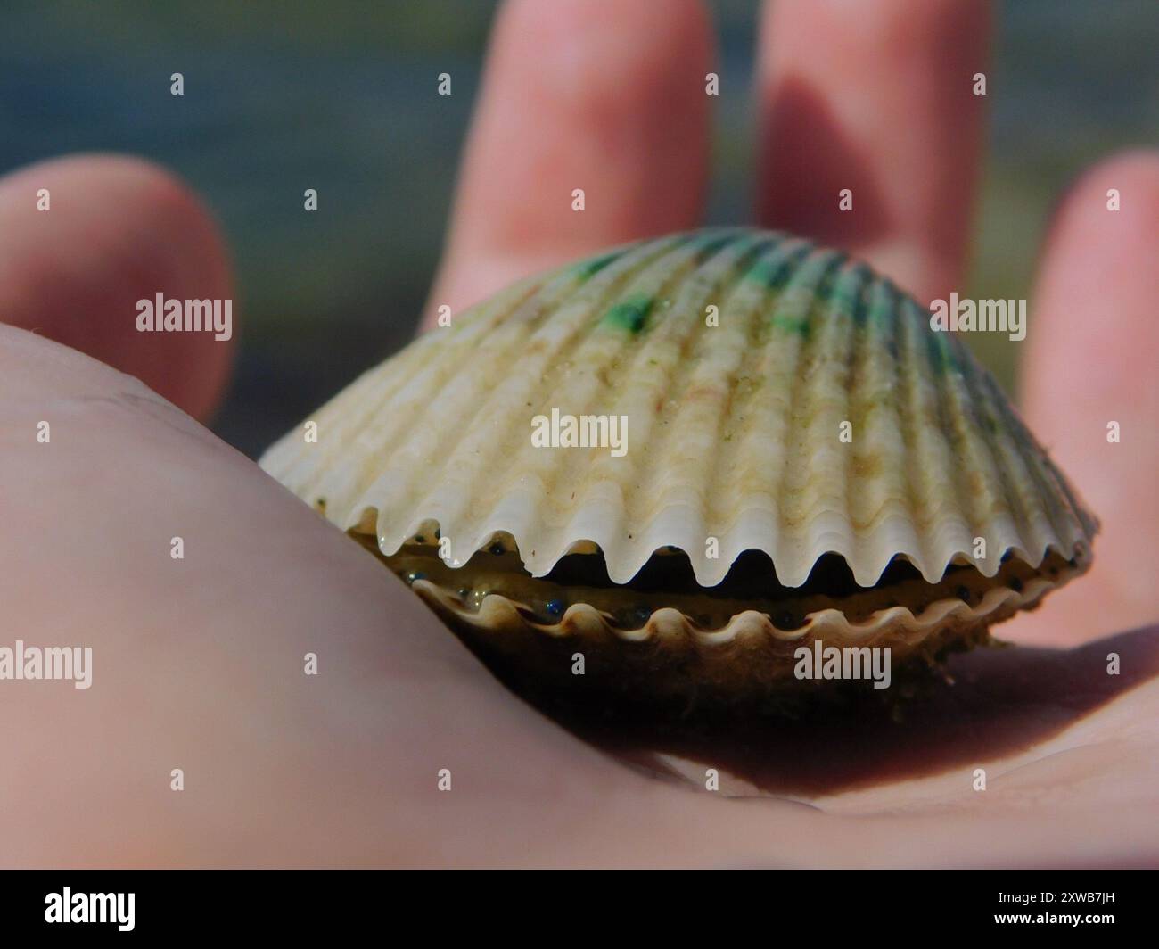 Atlantic Bay Scallop (Argopecten irradians) Mollusca Stock Photo - Alamy