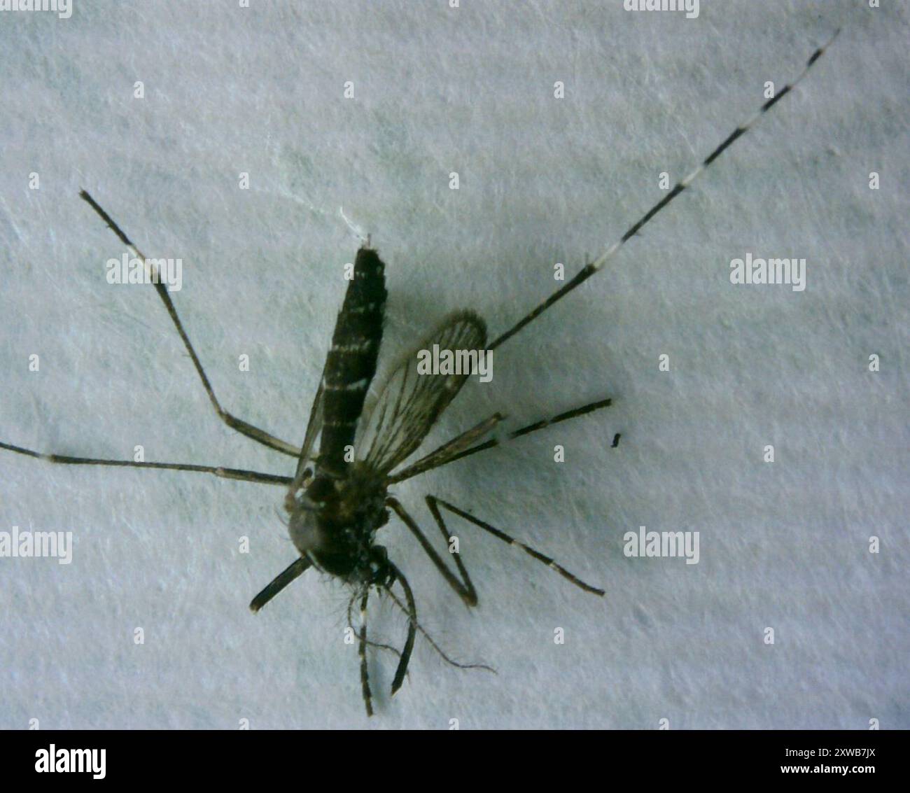Asian Tiger Mosquito (Aedes albopictus) Insecta Stock Photo - Alamy