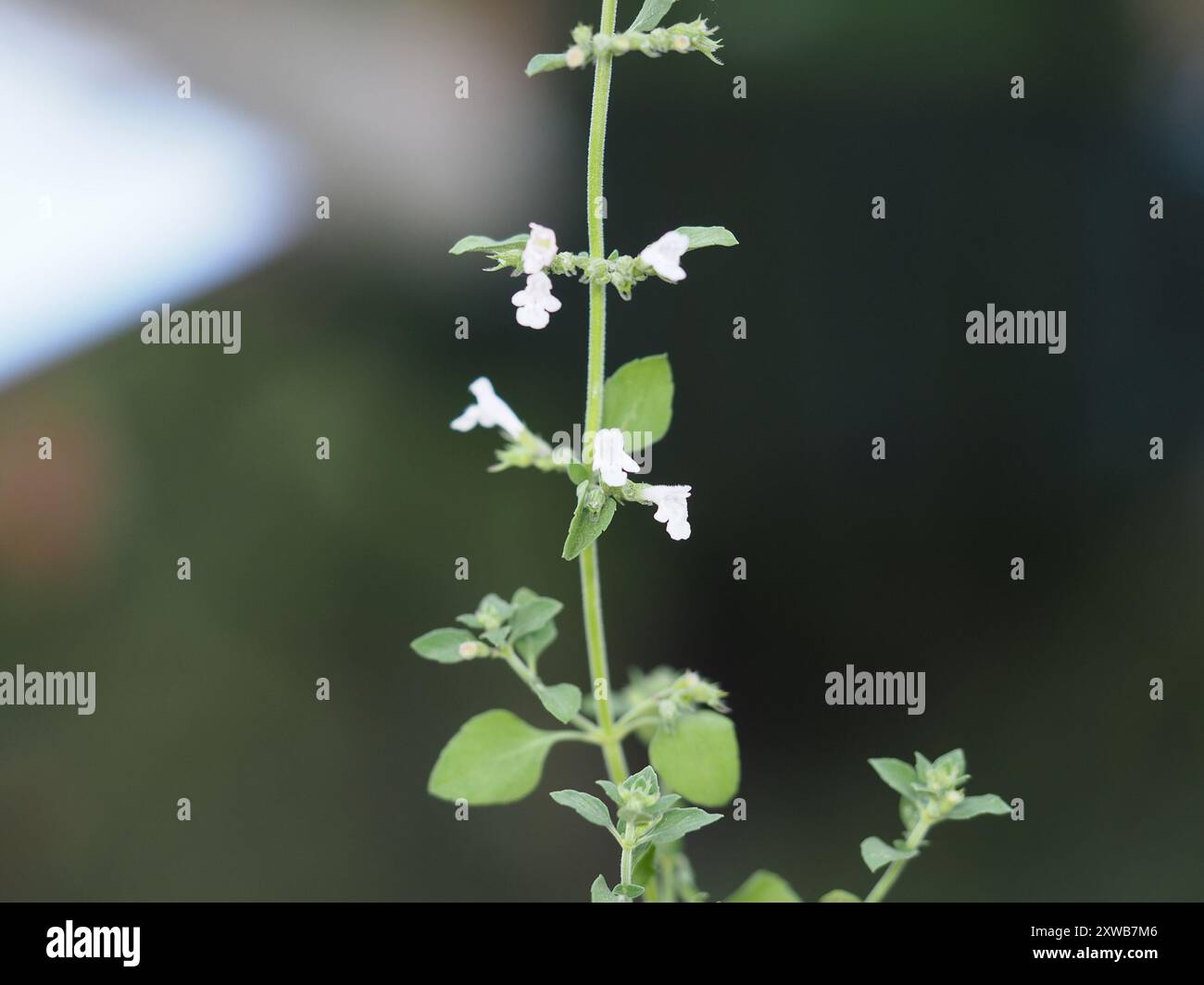 Lesser Calamint (Clinopodium nepeta) Plantae Stock Photo - Alamy