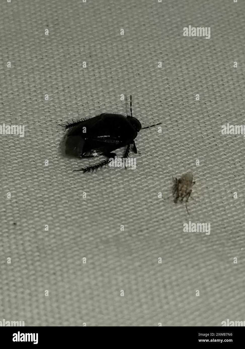 Two-lined Burrowing Bug (Pangaeus bilineatus) Insecta Stock Photo - Alamy