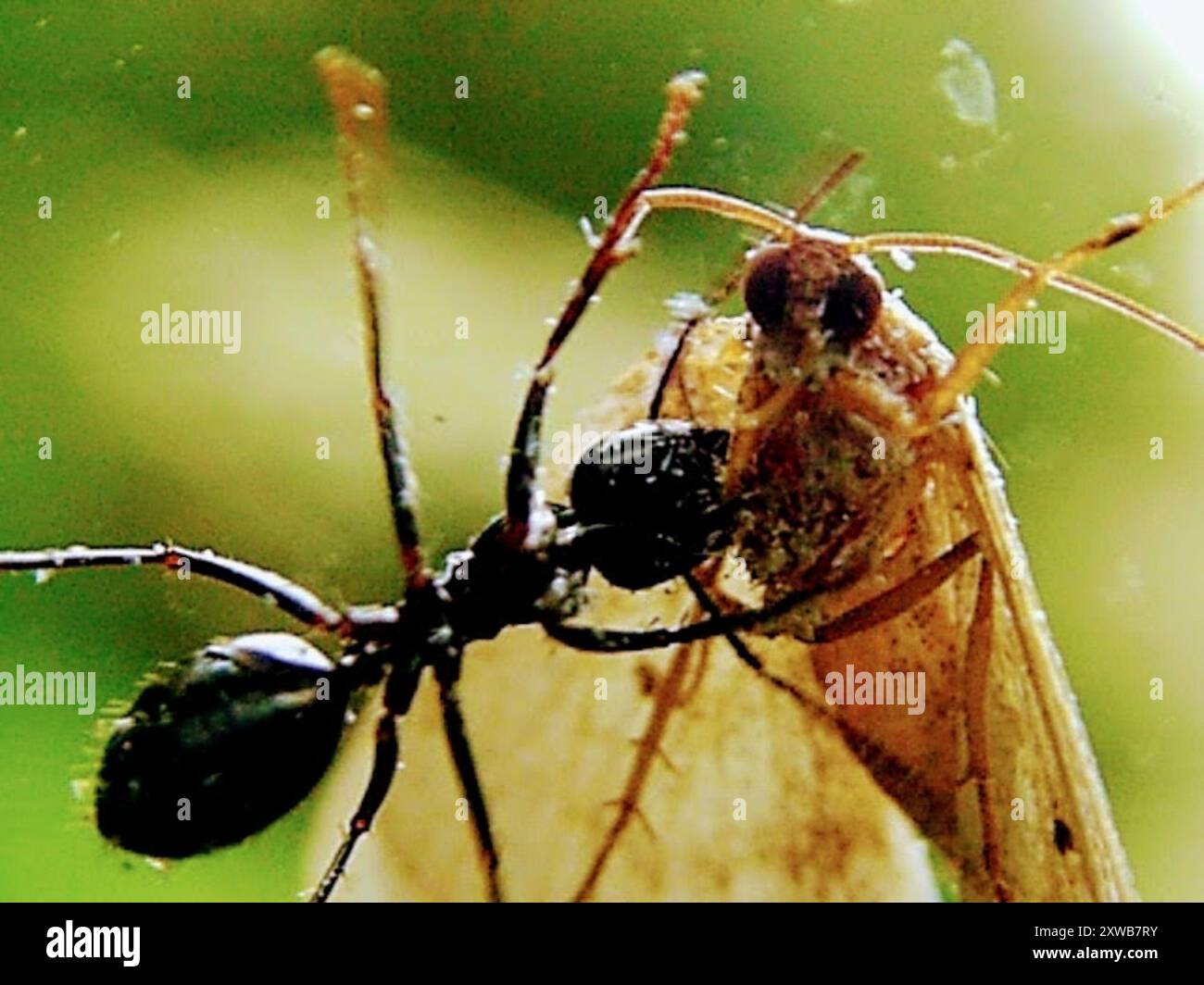 fusca-group Field Ants and Allies (Formica fusca) Insecta Stock Photo ...