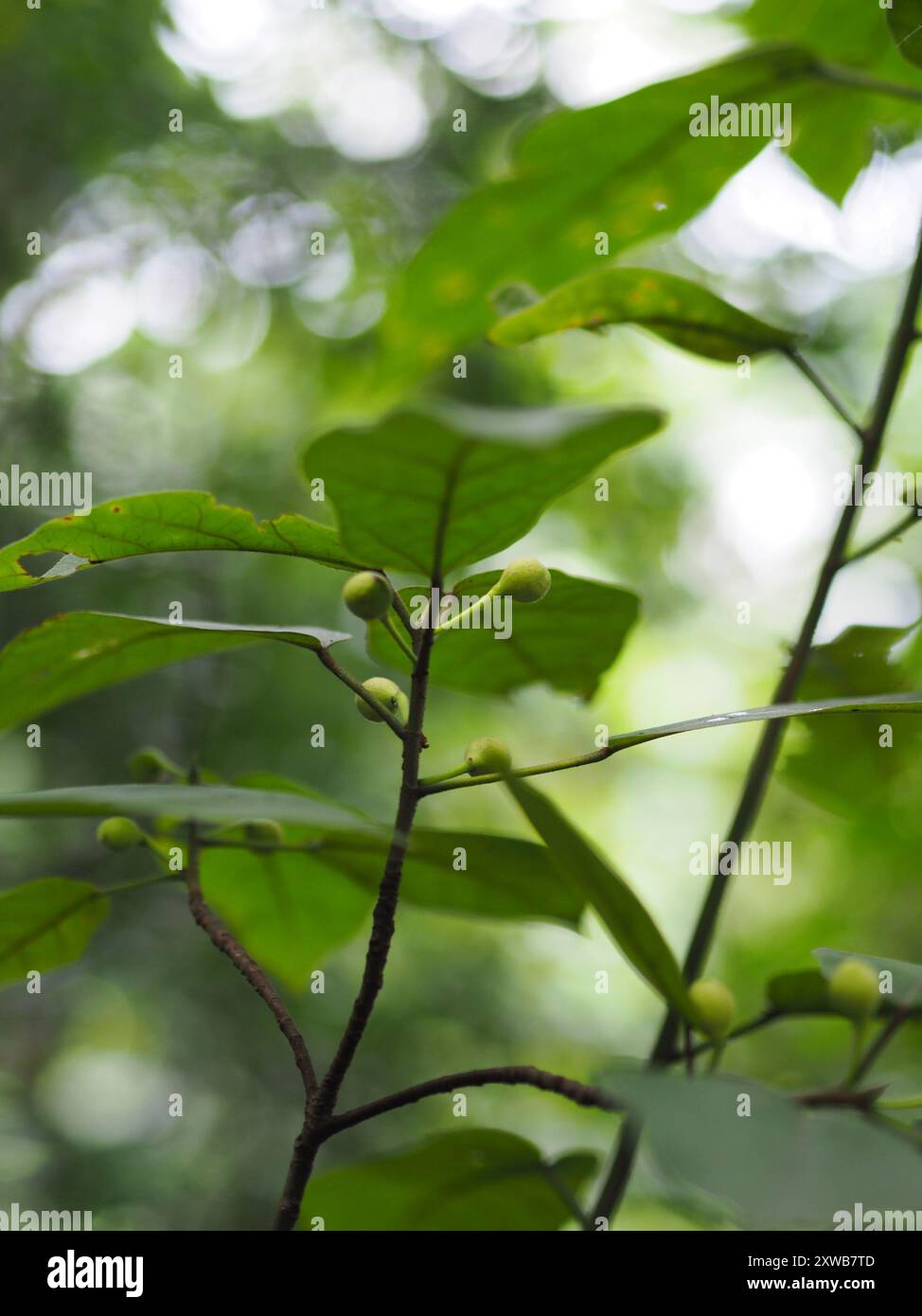 Fairy Fig (Ficus erecta) Plantae Stock Photo - Alamy