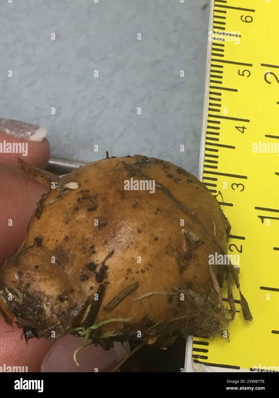 Slippery Jill (Suillus salmonicolor) Fungi Stock Photo - Alamy