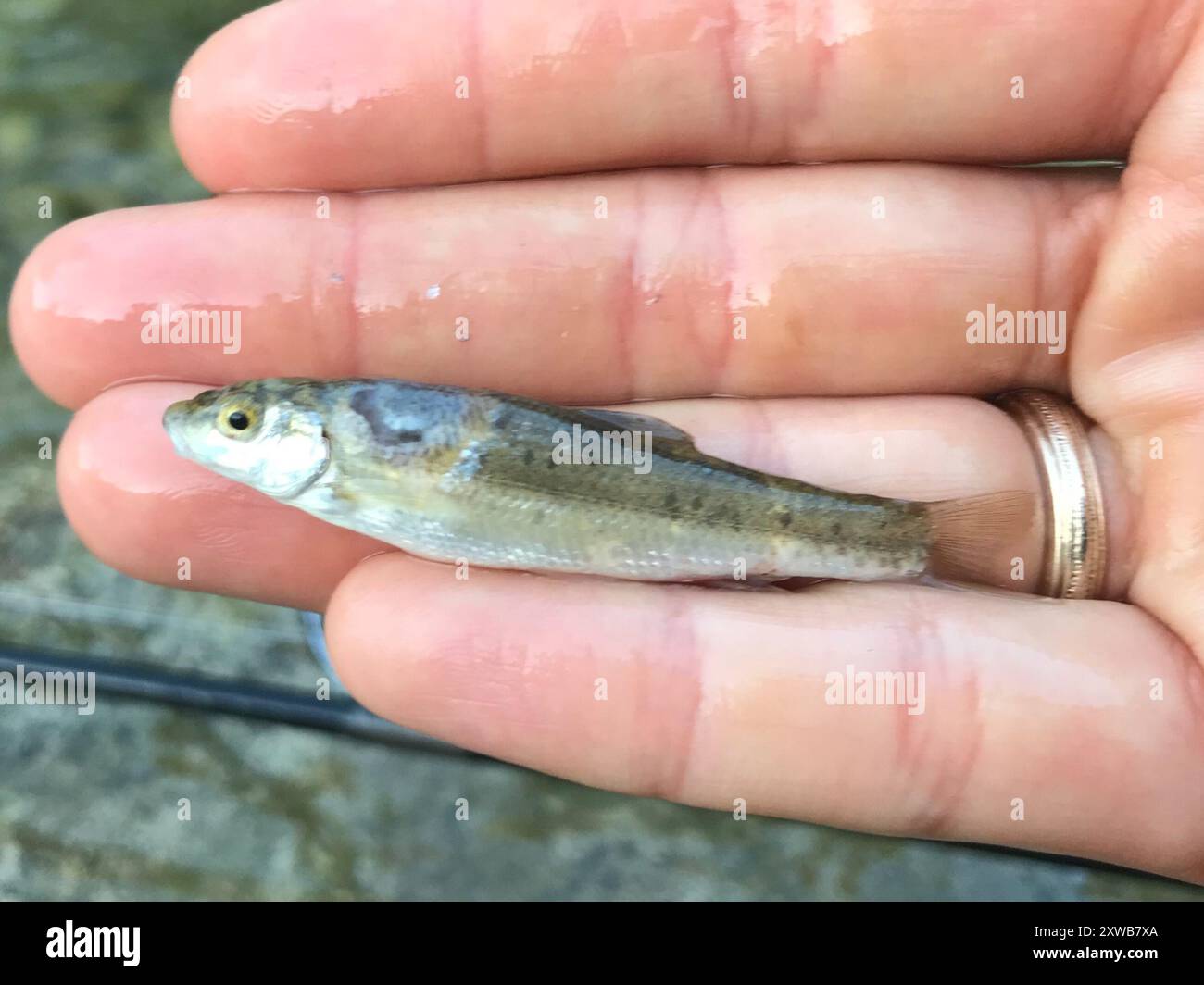Central Stoneroller (Campostoma anomalum) Actinopterygii Stock Photo ...