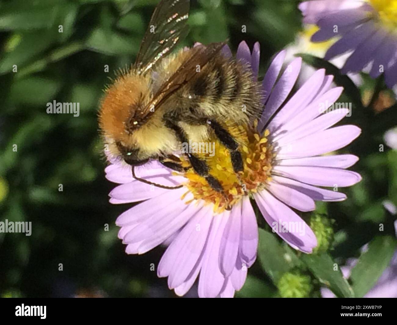 Common Carder Bumble Bee (Bombus pascuorum) Insecta Stock Photo - Alamy