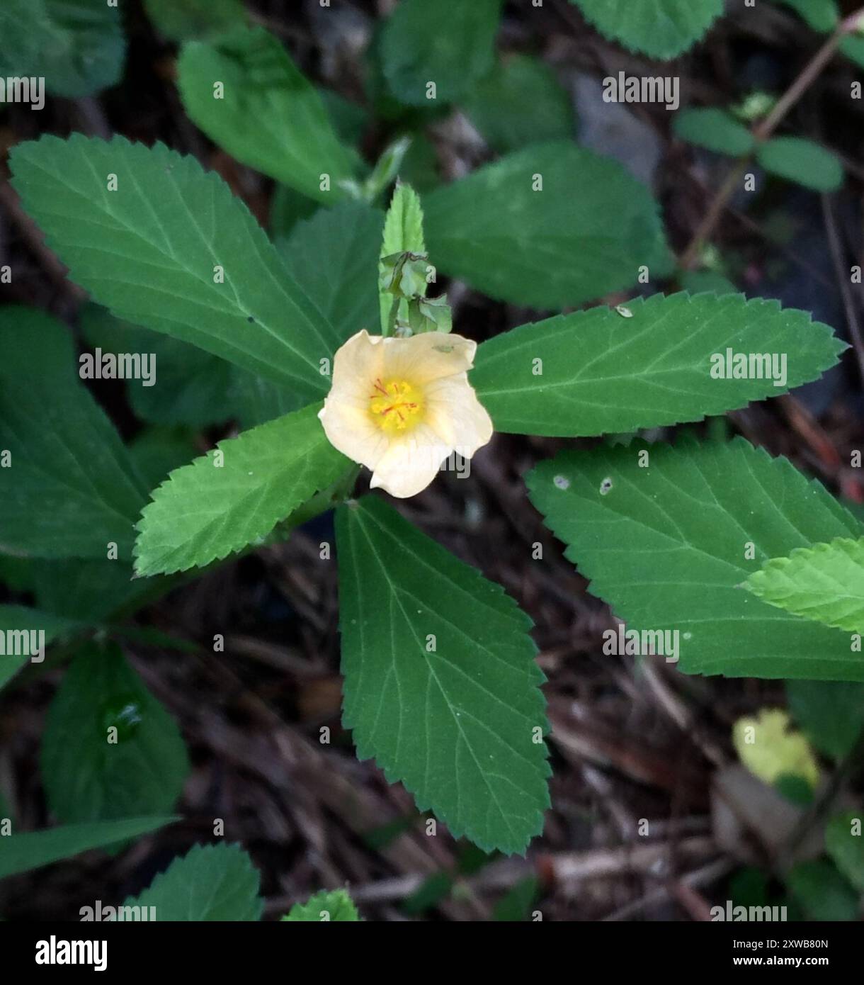 Cuban jute (Sida rhombifolia) Plantae Stock Photo - Alamy