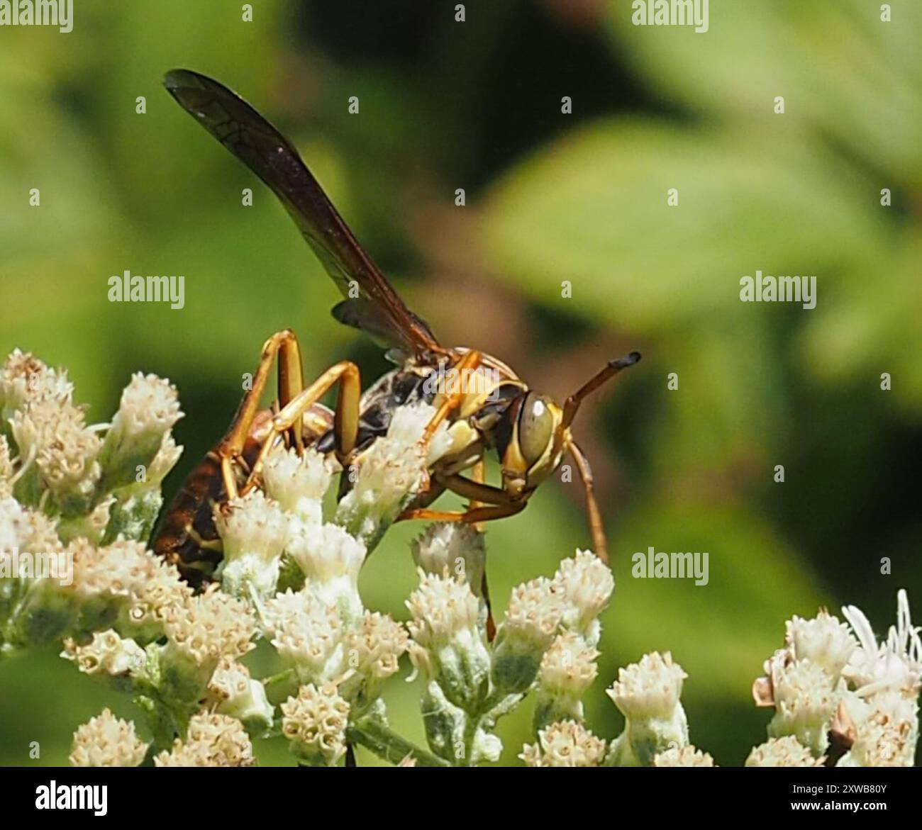 Northern Paper Wasp (Polistes fuscatus) Insecta Stock Photo - Alamy