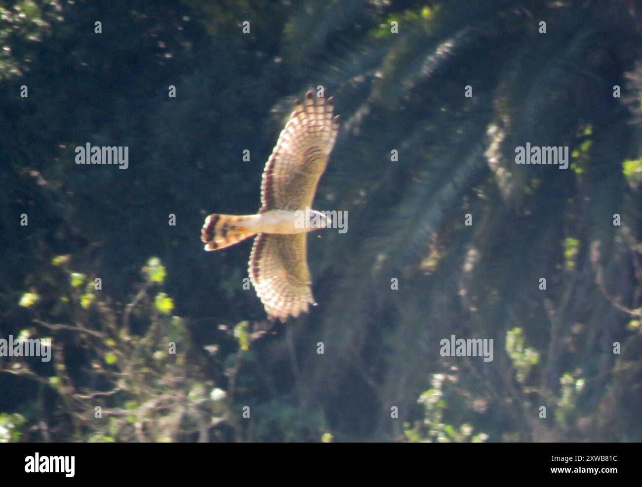 Long winged harrier hi-res stock photography and images - Alamy