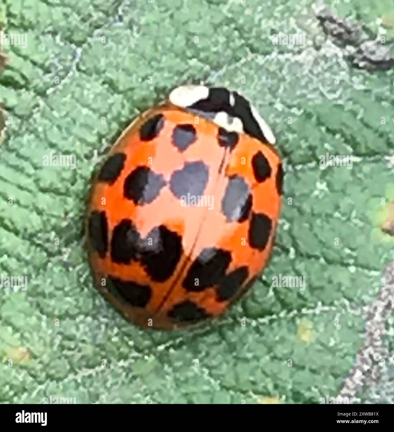 Asian Lady Beetle (Harmonia axyridis) Insecta Stock Photo - Alamy