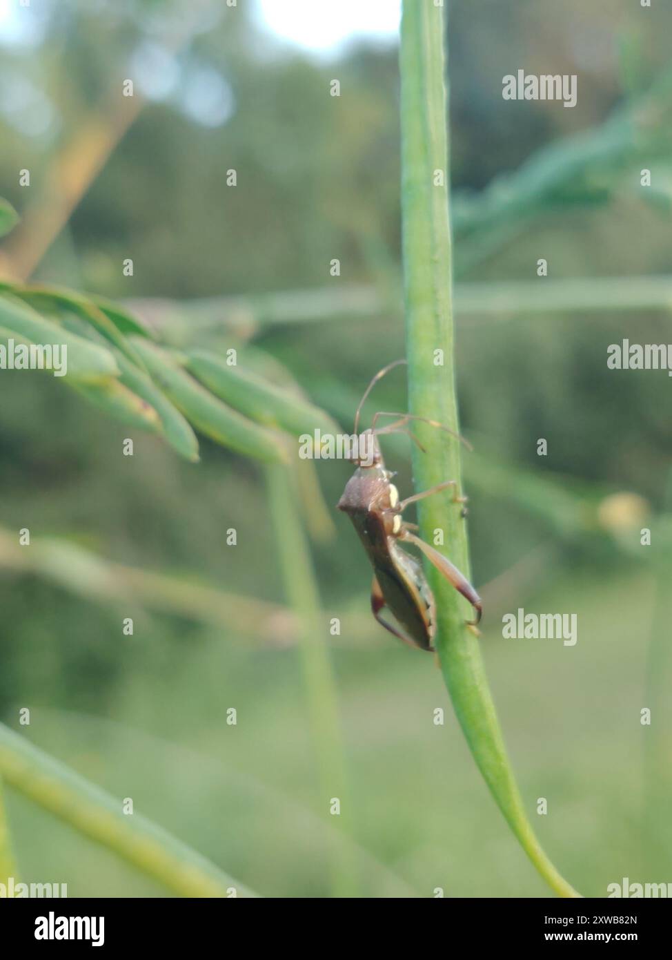 Texas Bow-legged Bug (Hyalymenus tarsatus) Insecta Stock Photo - Alamy