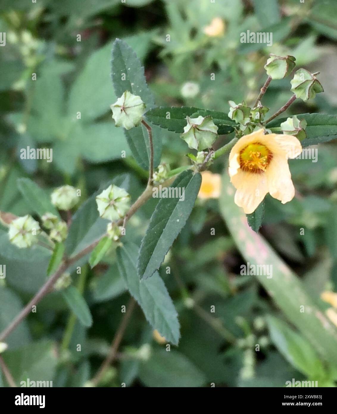 Cuban jute (Sida rhombifolia) Plantae Stock Photo - Alamy