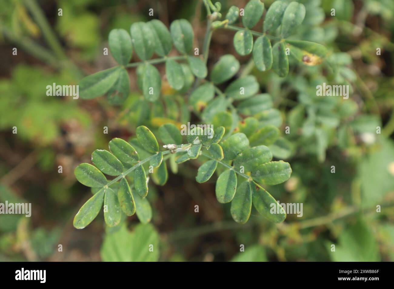 Scorpion Senna (Hippocrepis emerus) Plantae Stock Photo - Alamy