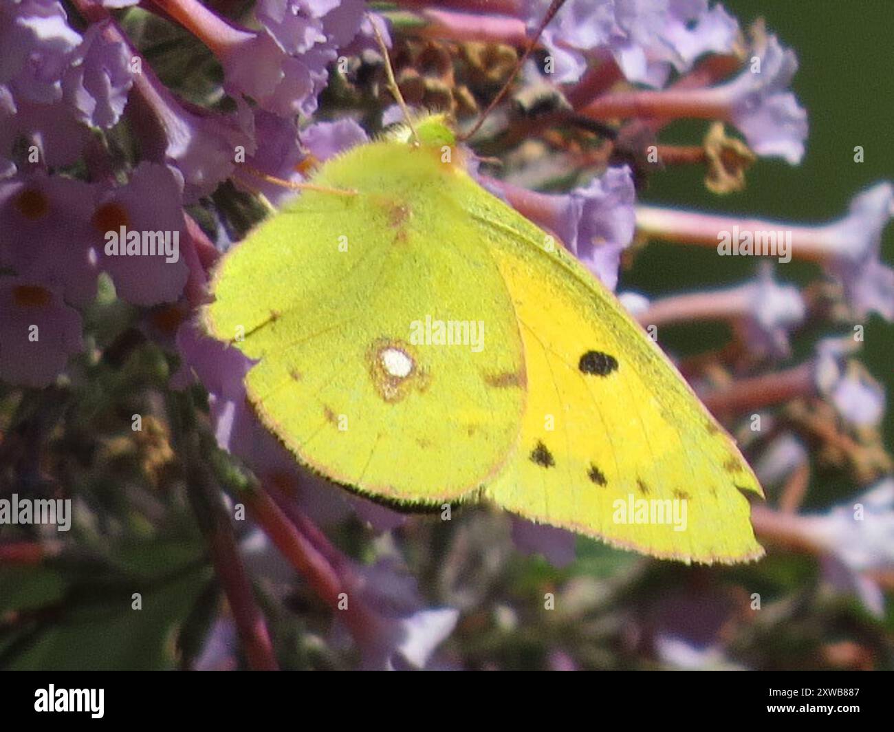 Clouded Yellow (Colias croceus) Insecta Stock Photo - Alamy
