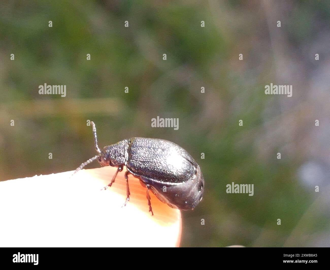 black-punctured leaf beetle (Galeruca tanaceti) Insecta Stock Photo - Alamy