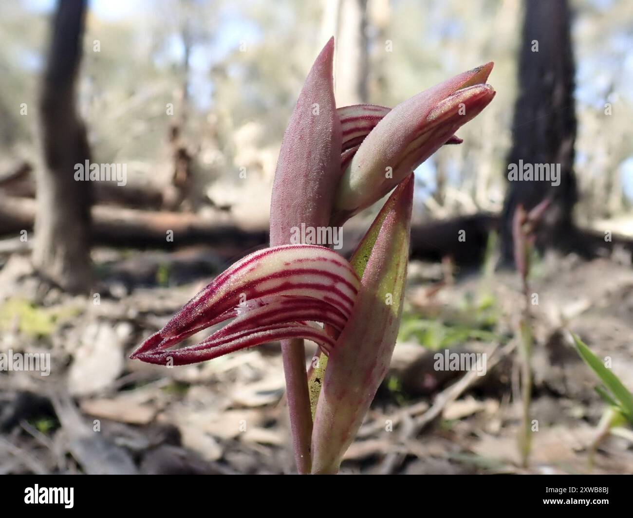 Pyrorchis nigricans hi-res stock photography and images - Alamy