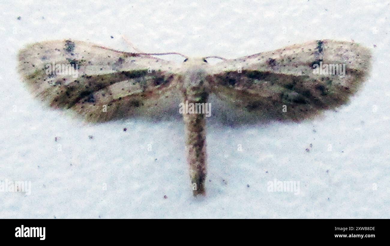 Geometer Moths (Geometridae) Insecta Stock Photo - Alamy