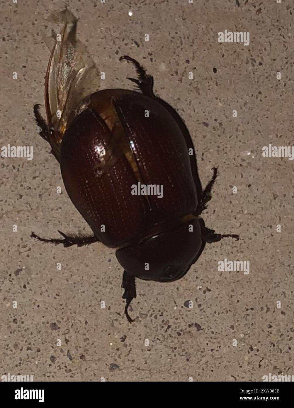 Beetles on carrot hi-res stock photography and images - Alamy