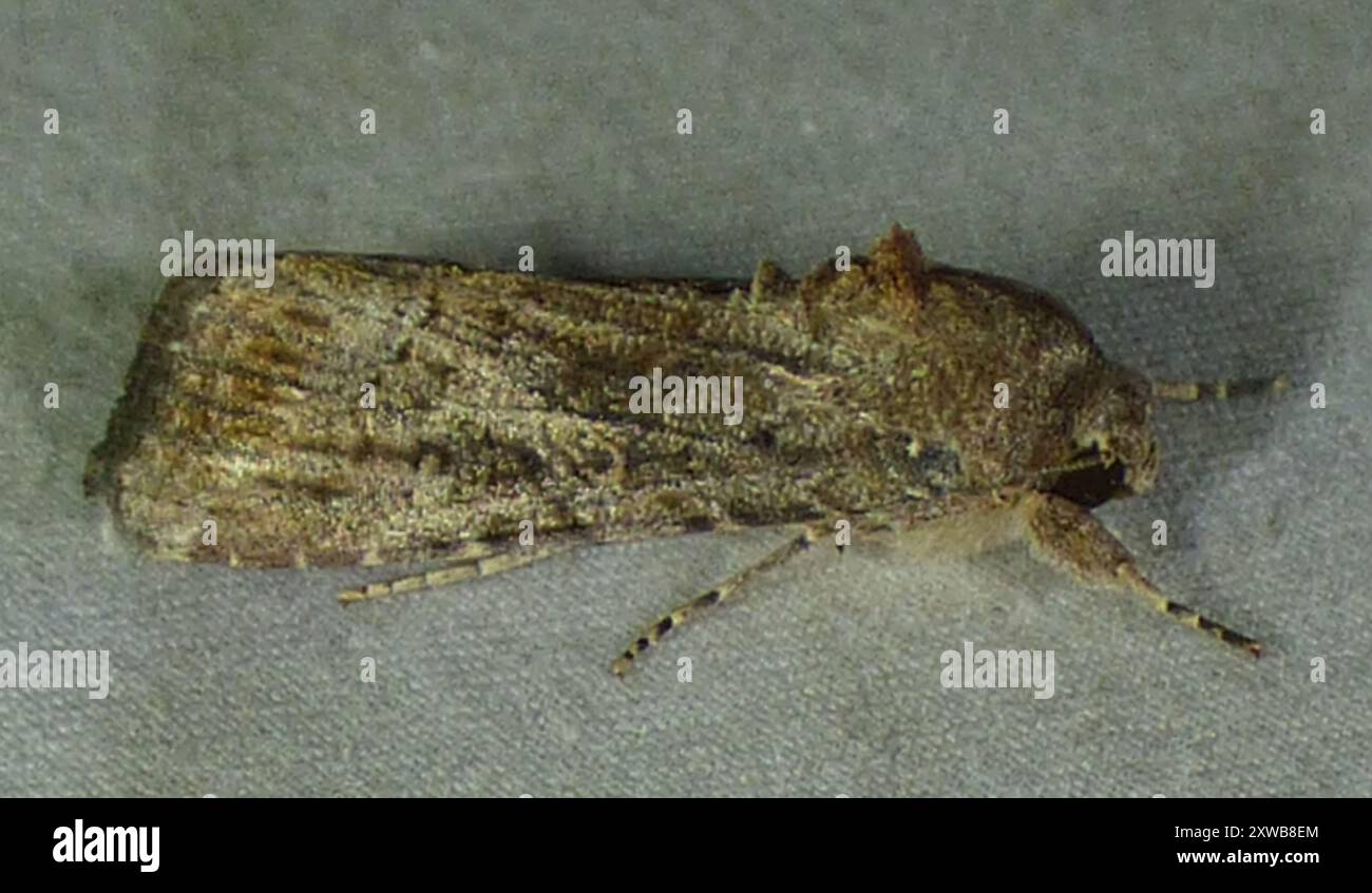 Fall Armyworm Moth (Spodoptera frugiperda) Insecta Stock Photo - Alamy