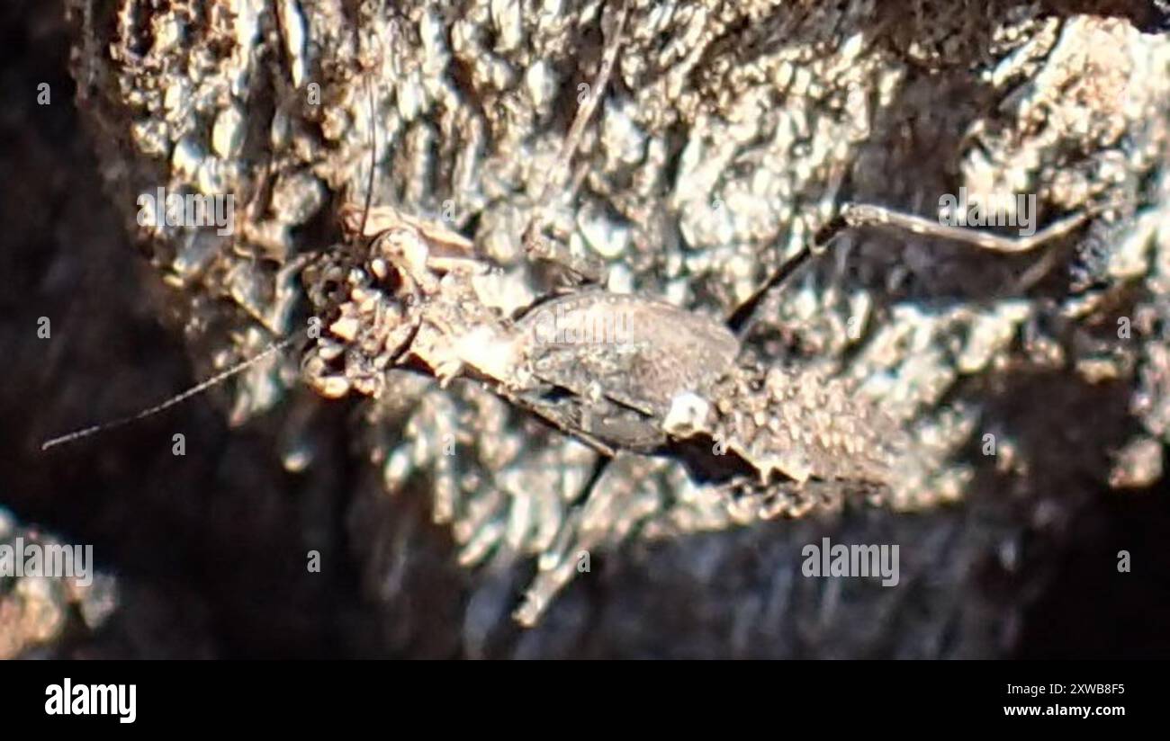 Southern Boxer Bark Mantis (Paraoxypilus tasmaniensis) Insecta Stock ...