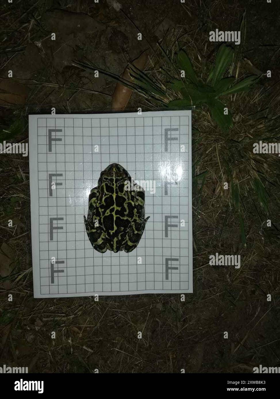 Western Leopard Toad (Sclerophrys pantherina) Amphibia Stock Photo - Alamy