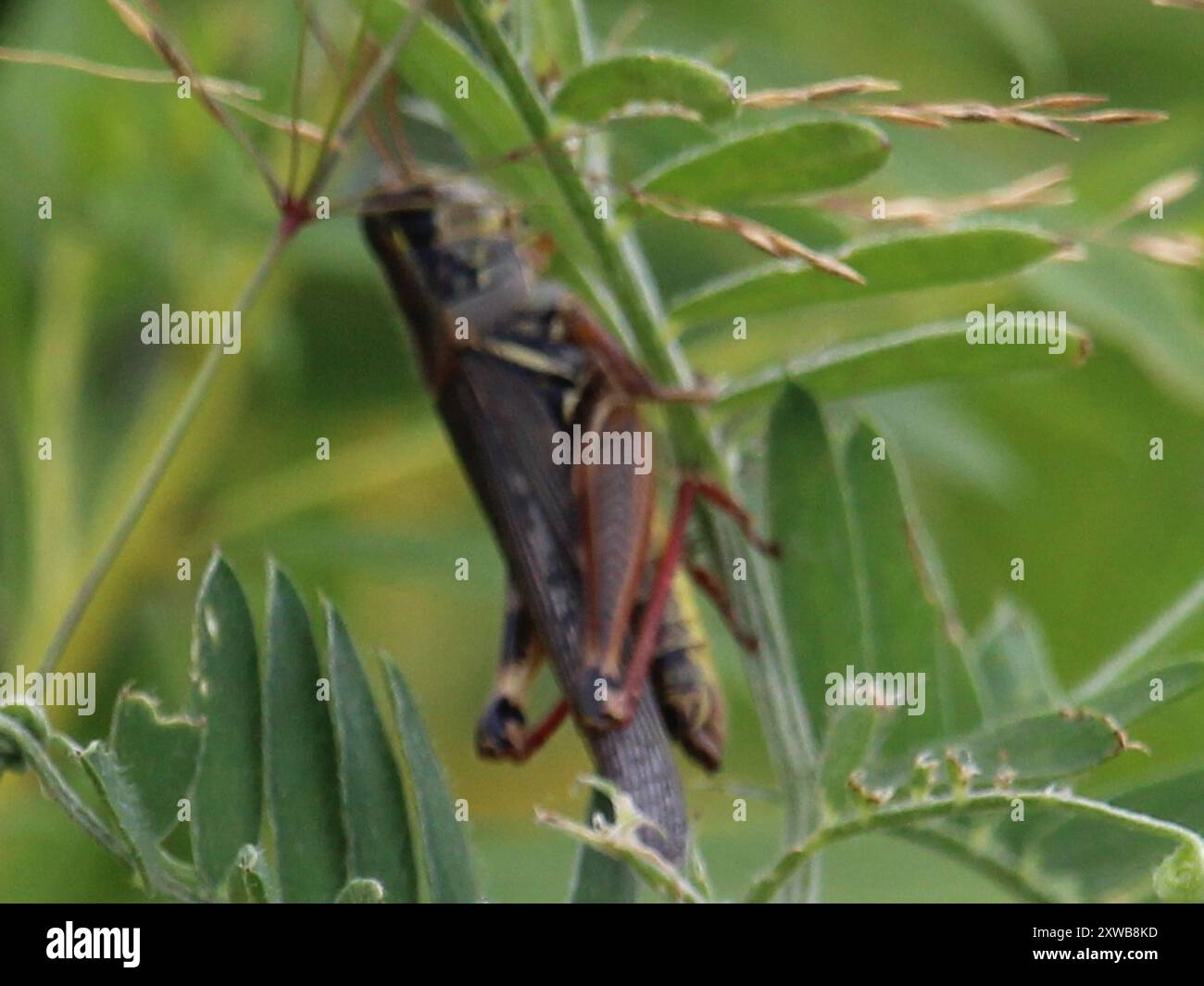 Red-legged Grasshopper (Melanoplus femurrubrum) Insecta Stock Photo - Alamy